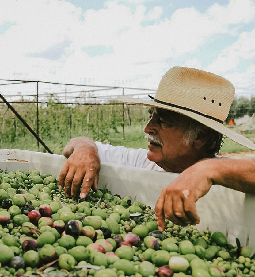 About Texas Olive Ranch