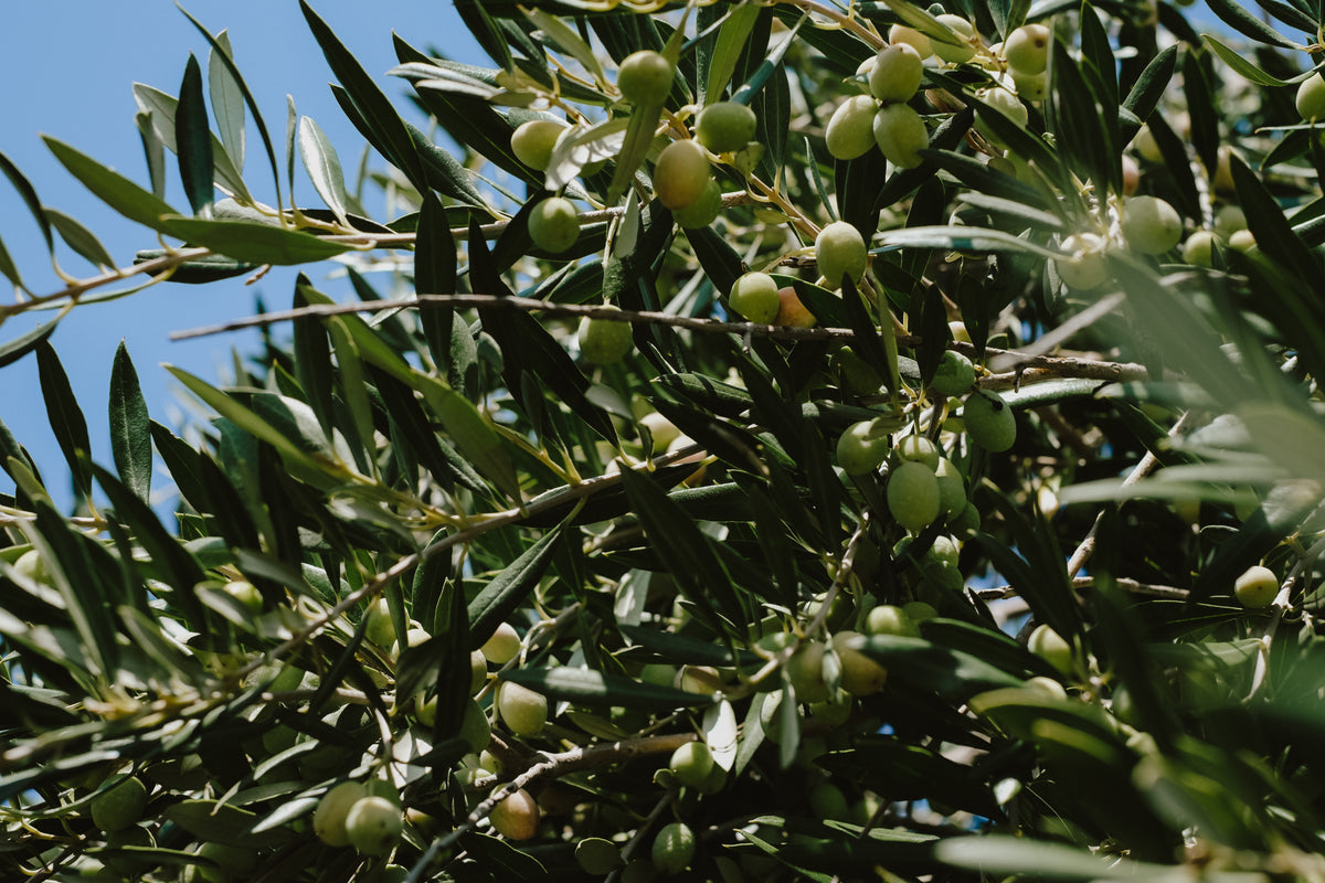 Honest Olive Oil | Texas Olive Ranch