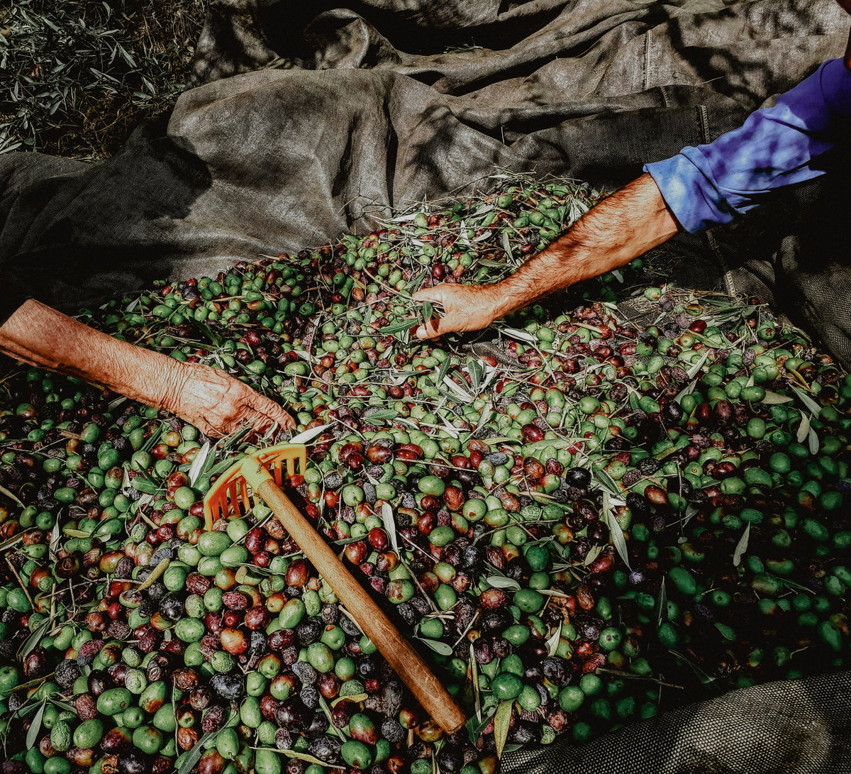 Texas Olive Ranch History & Harvest