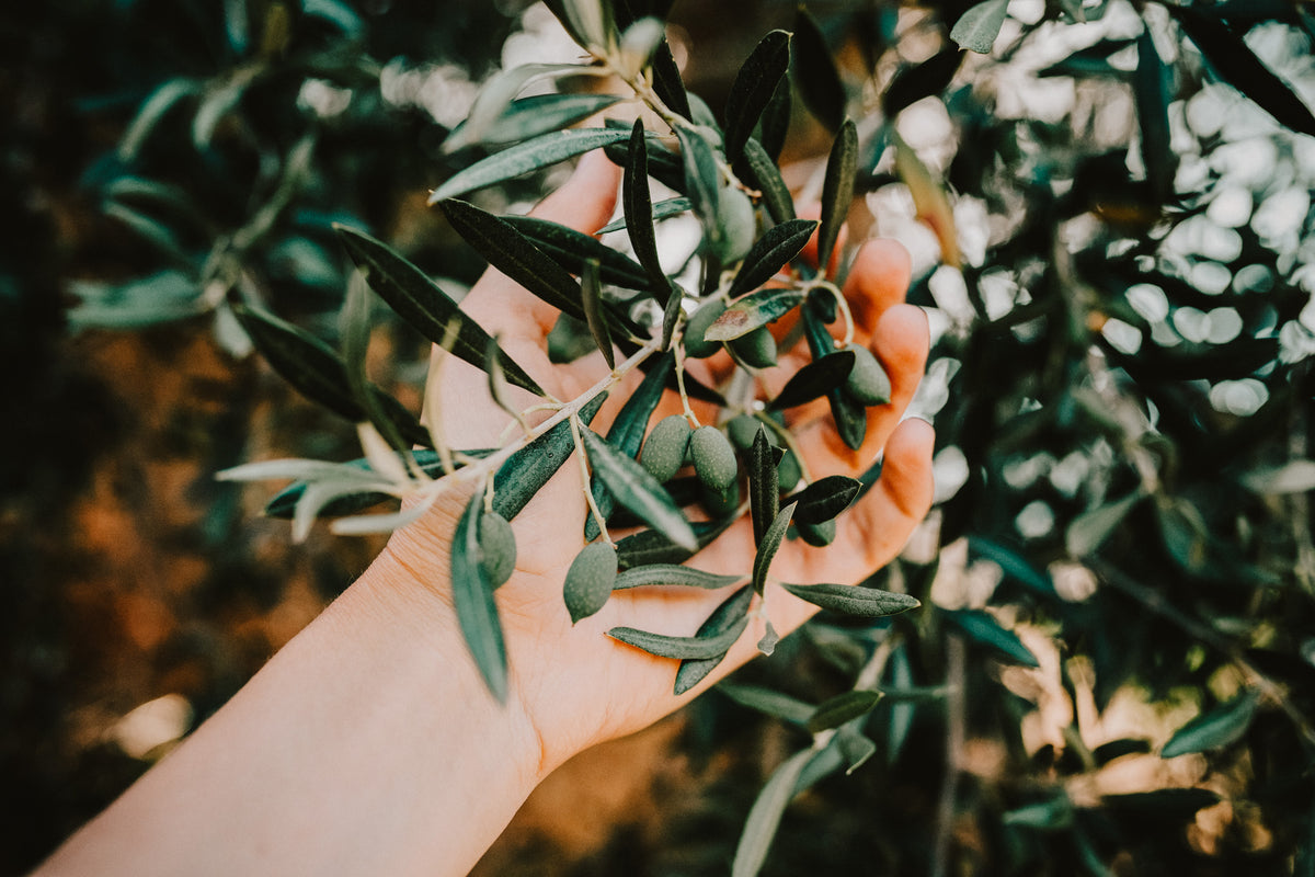 Texas Olive Ranch History & Harvest