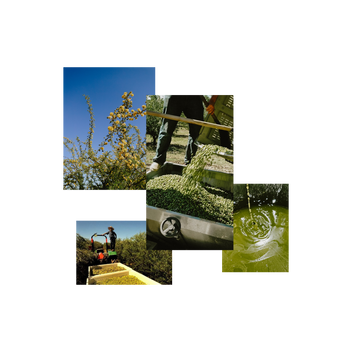 About Texas Olive Ranch